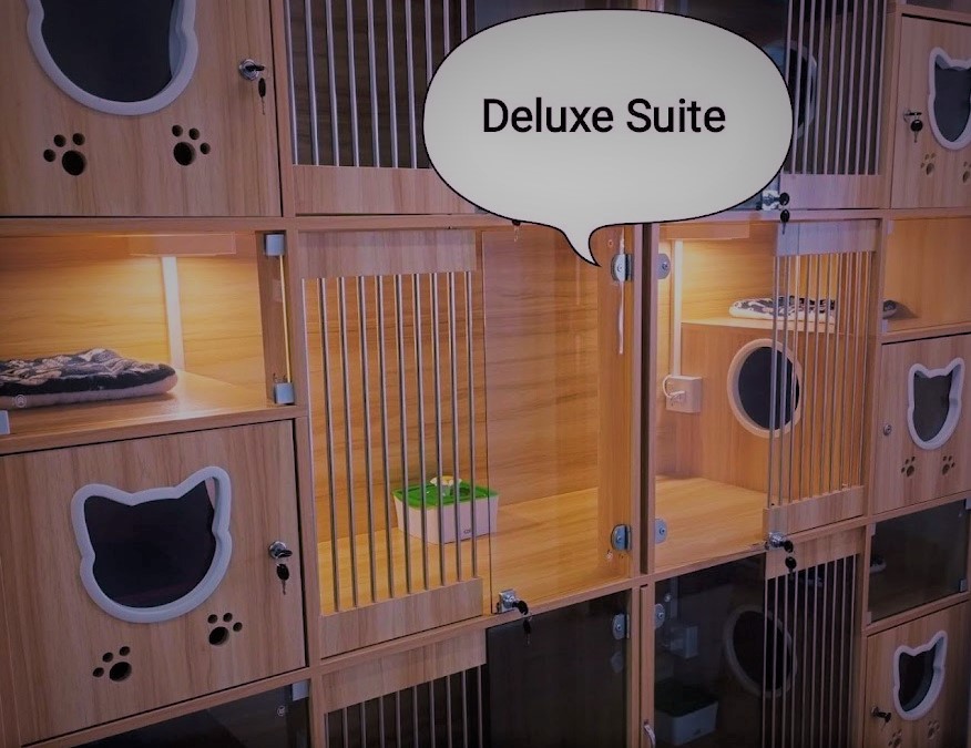 Suites – OnlyCats